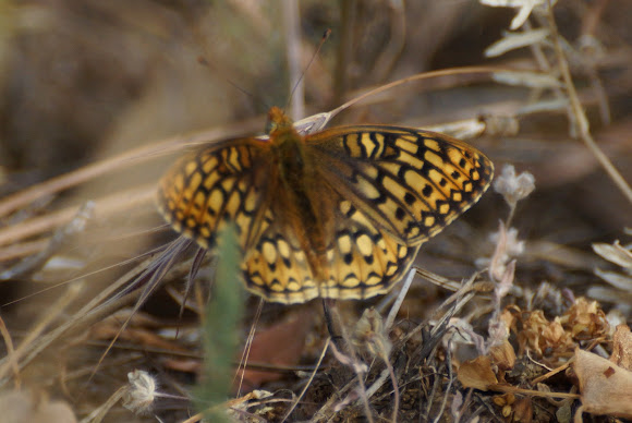 Callippe Fritillary | Project Noah