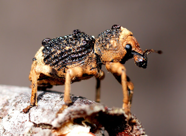 Black-brown Weevil | Project Noah