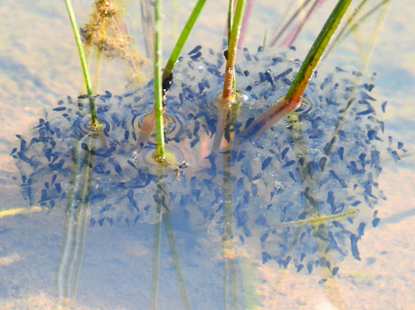 Tadpoles | Project Noah