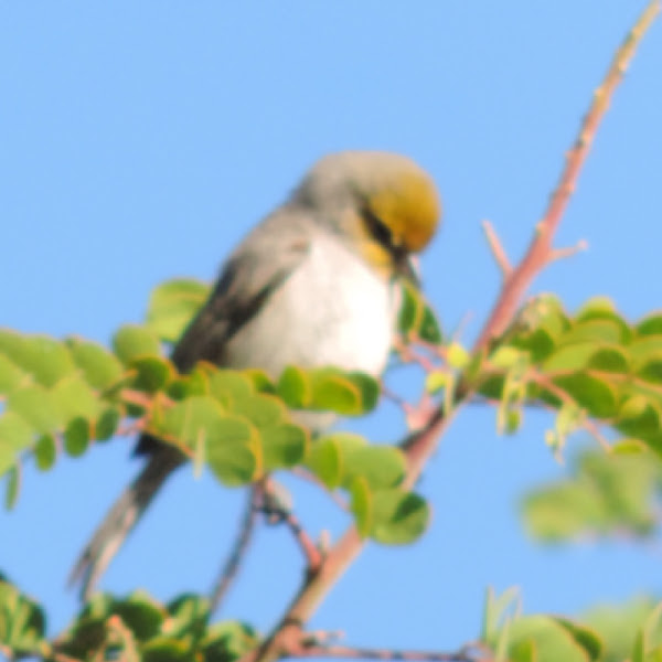 Verdin | Project Noah