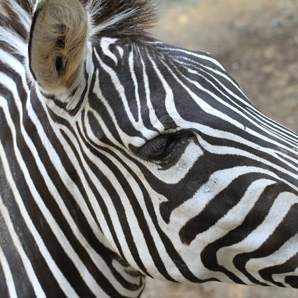 Zebra | Project Noah