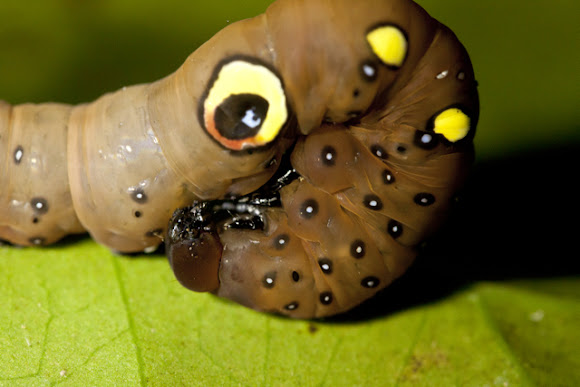 Fruit-piercing Moth Caterpillar | Project Noah
