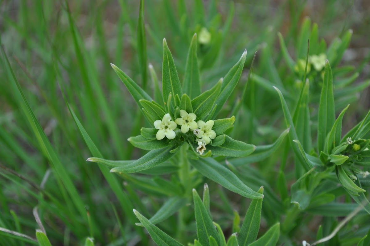 Puccoon | Project Noah