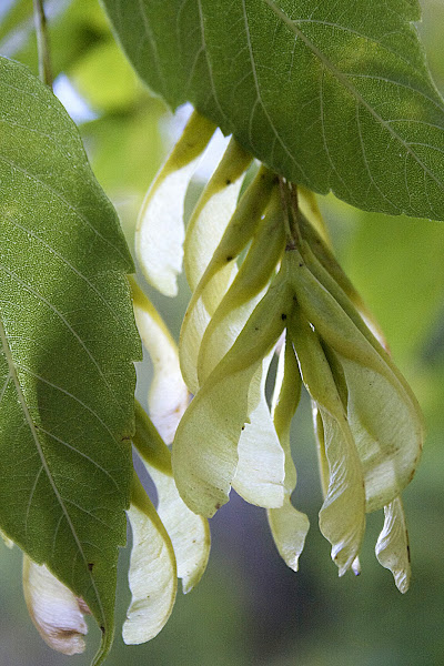 Green Ash | Project Noah