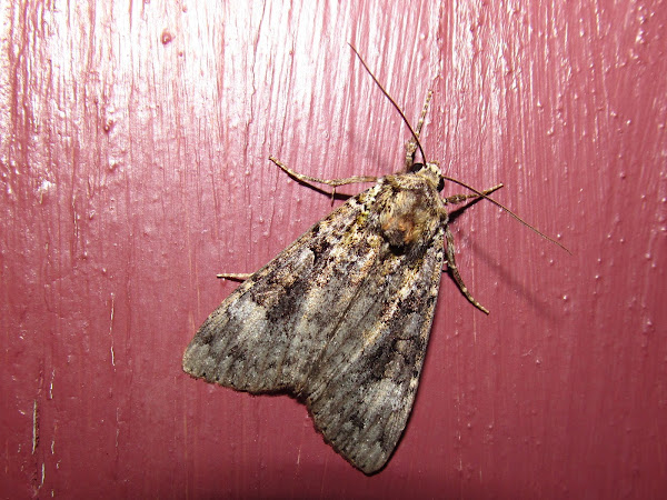 Green Arches | Project Noah