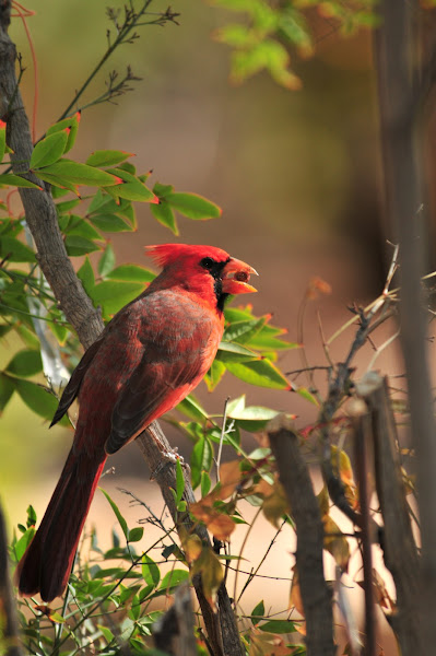 Northern Cardinal | Project Noah
