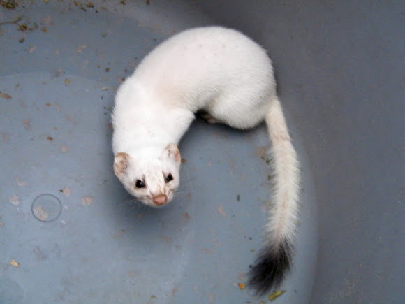 white tailed weasel | Project Noah