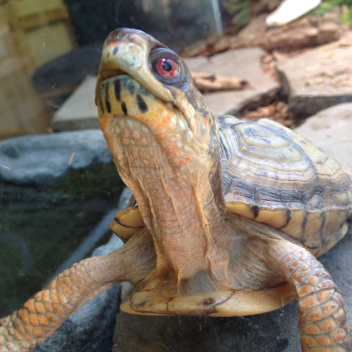 Eastern Box Turtle | Project Noah