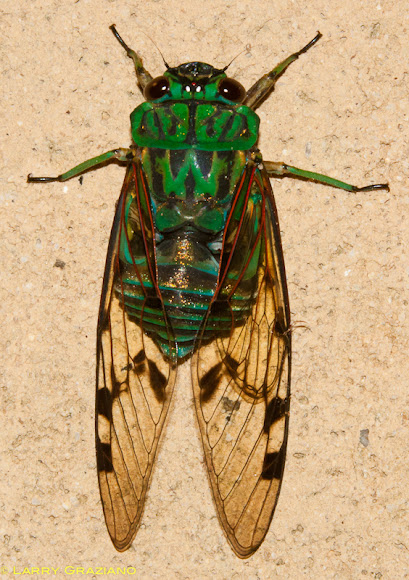 Emerald Cicada | Project Noah