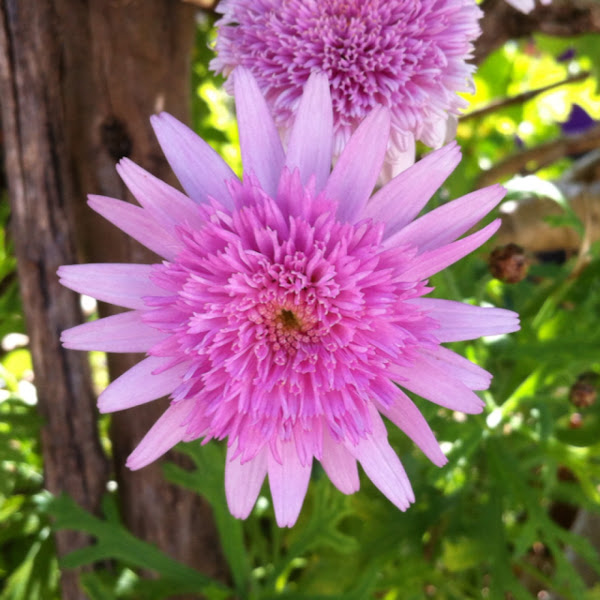 Double Pink Marguerite Daisy (Vancouver cultivar) | Project Noah