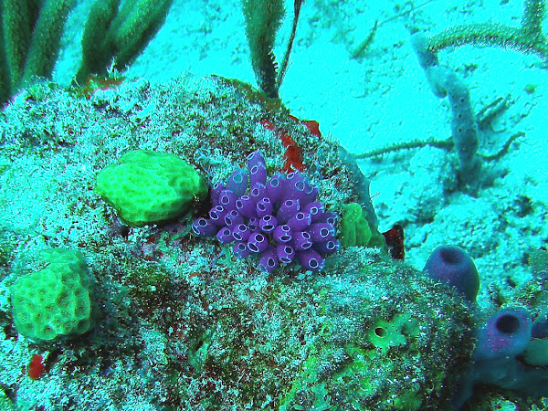 Bluebell Tunicate | Project Noah