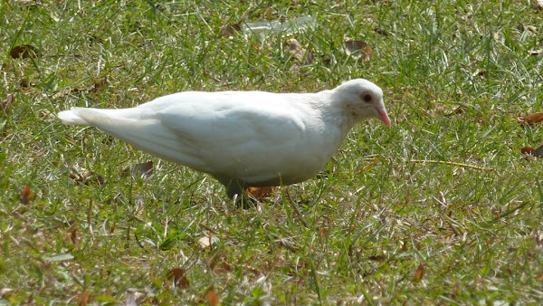 White Rock Dove | Project Noah