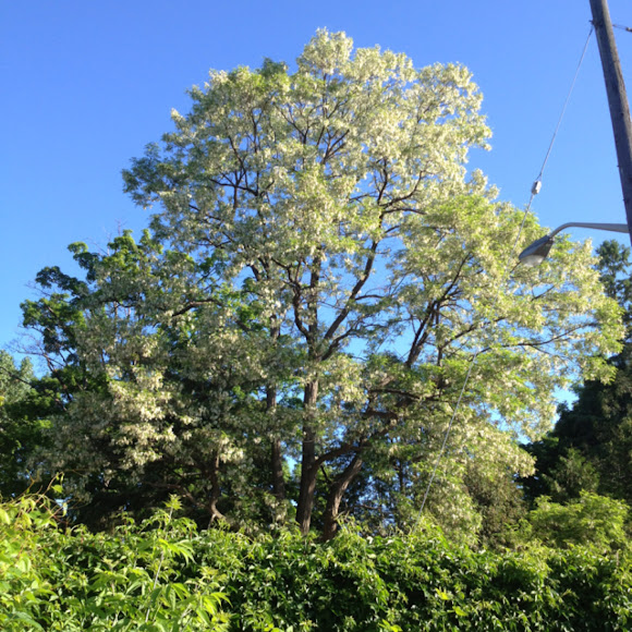 Black locus hn | Project Noah