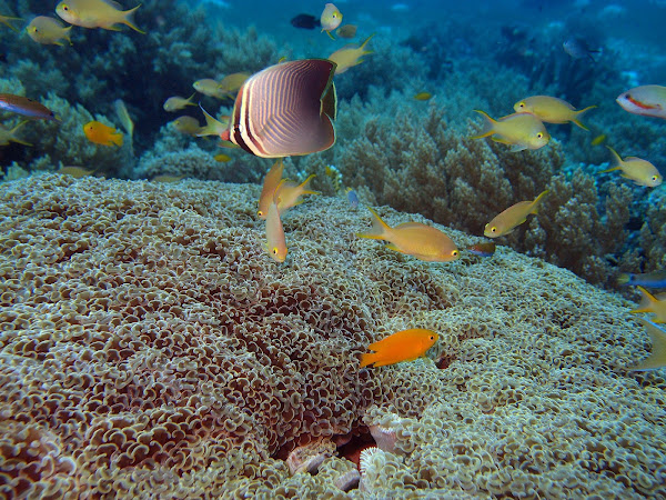 Eastern Triangle Butterflyfish | Project Noah