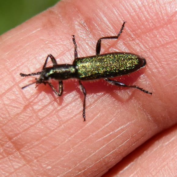 Checkered beetle (Clerid beetle) | Project Noah