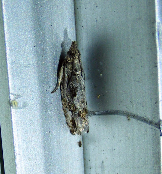 Eucalyptus Leaf Roller Moth | Project Noah