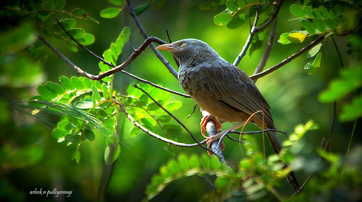 The Yellow-billed Babbler or White-headed Babbler | Project Noah