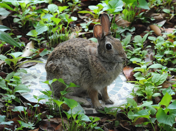 Eastern cottontail rabbit | Project Noah