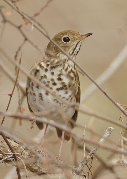 Hermit thrush | Project Noah