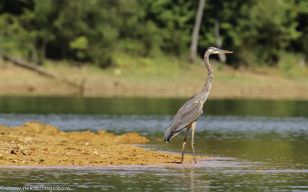 Juvenile Great Blue Heron | Project Noah