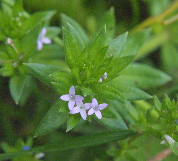 Field Madder | Project Noah