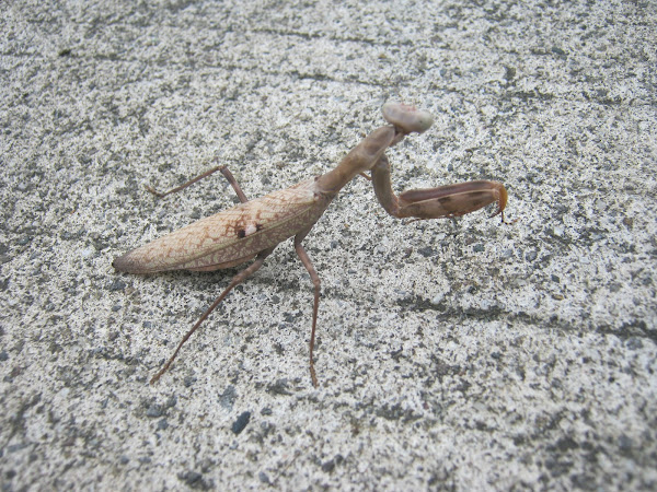 Giant Asian Mantis | Project Noah