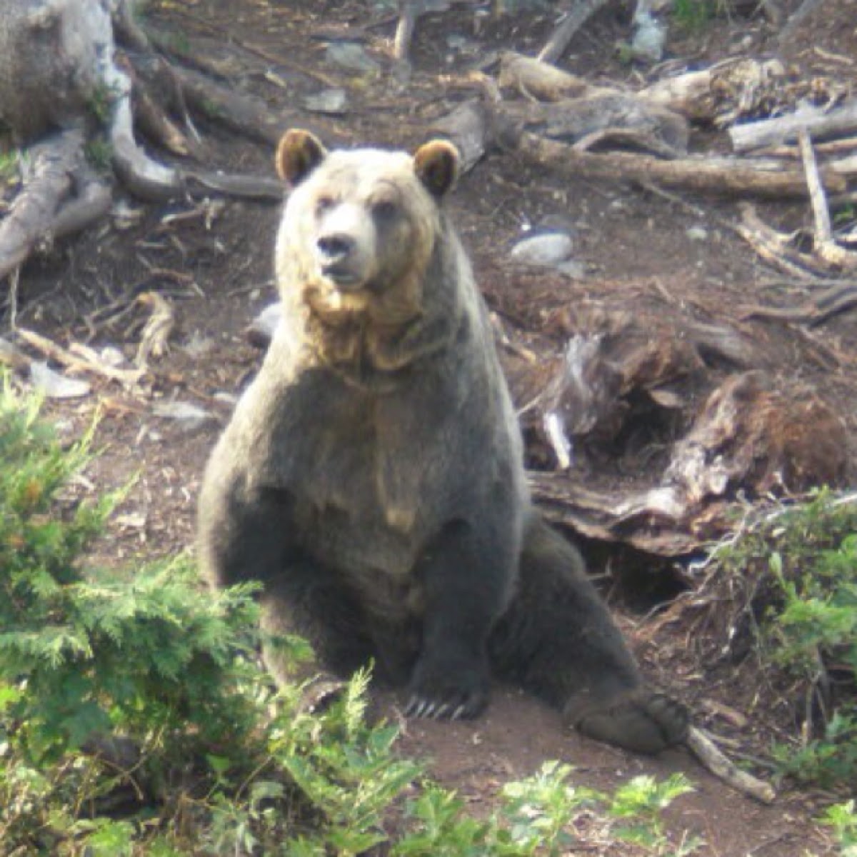 Grizzly bear | Project Noah