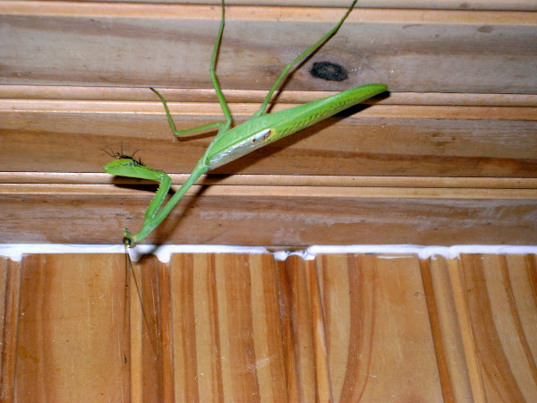 Praying Mantis w/termite | Project Noah