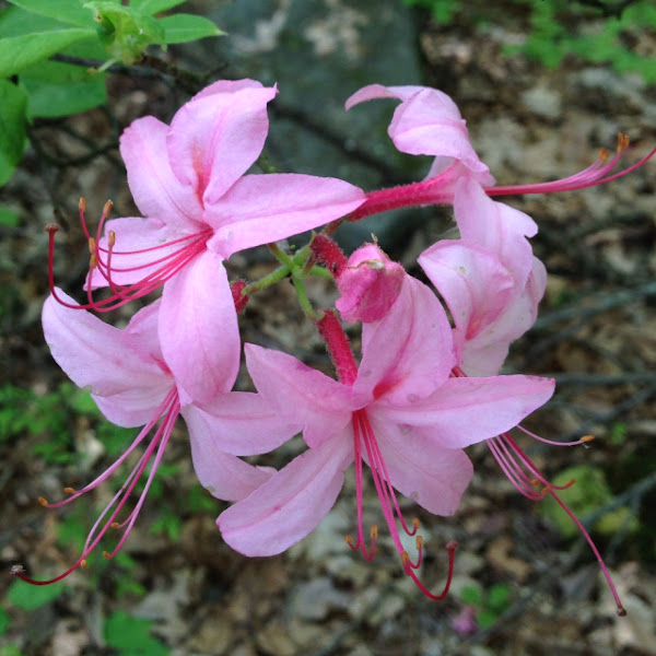 Pinxter azalea | Project Noah