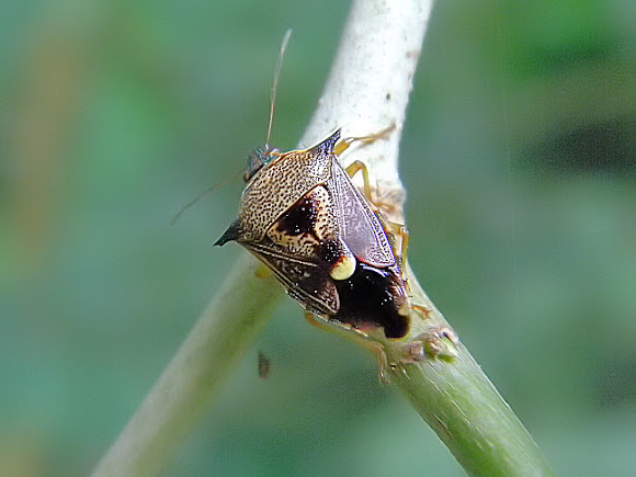 spined predatory shield bug, Schellenberg's soldier bug | Project Noah