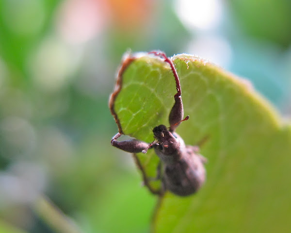 Muscular Beetle | Project Noah