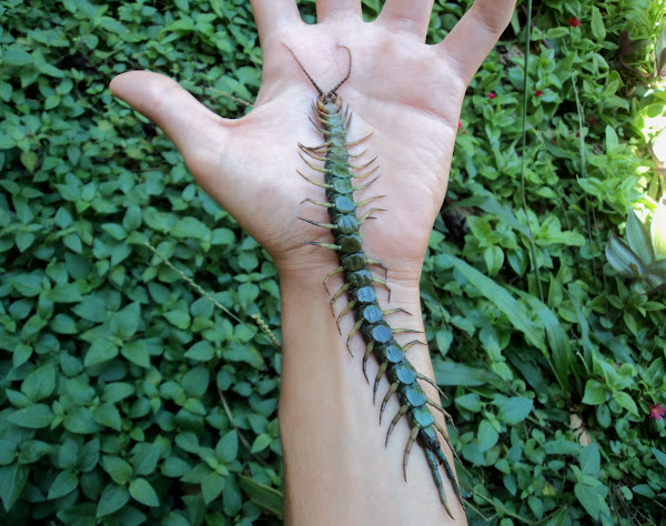 Cienpies | Project Noah