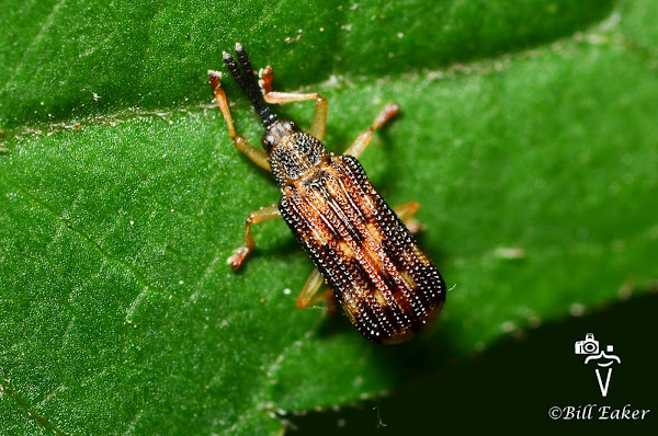 Leaf Miner Beetle | Project Noah