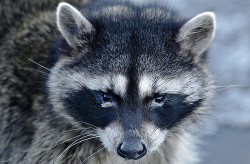 Common raccon | Project Noah