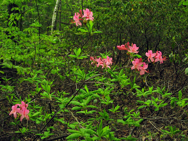 Early Azalea | Project Noah