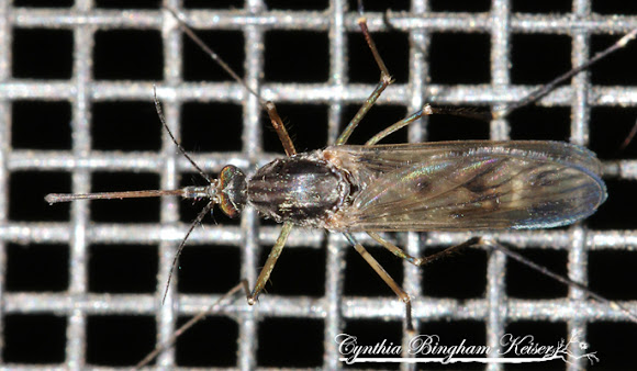 Cool Weather Mosquito | Project Noah