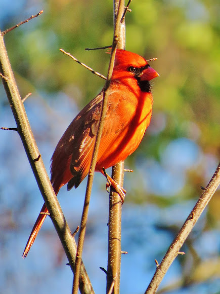 northern cardinal | Project Noah