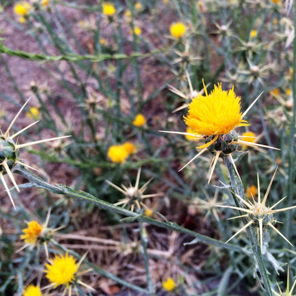 Yellow Star-thistle | Project Noah