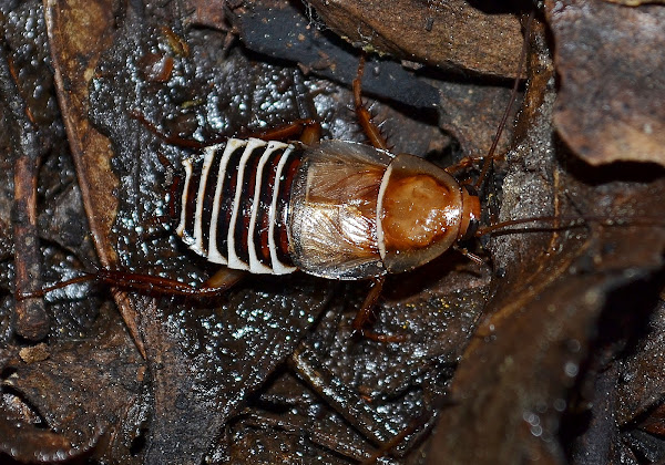 Zebra Cockroach | Project Noah