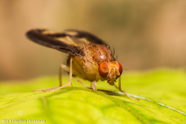 Sunflower Maggot Fly | Project Noah