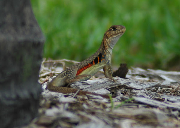 Butterfly Lizard | Project Noah