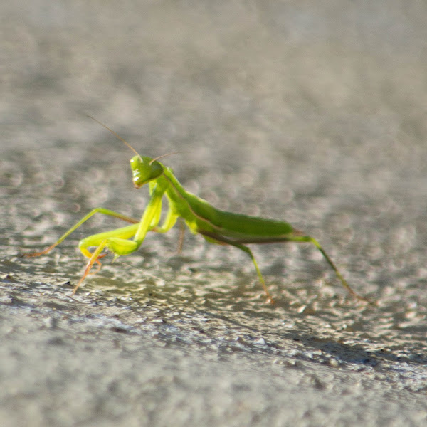 European Praying Mantis nymph | Project Noah