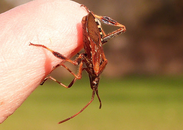 Western Conifer Seed Bug | Project Noah