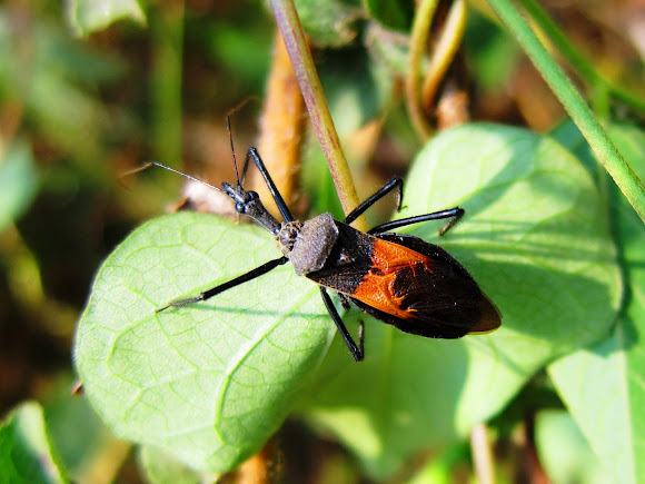 Assassin Bug | Project Noah