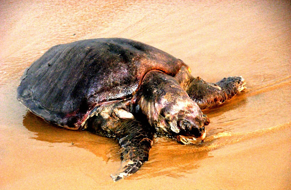 Olive Ridley Sea Turtle | Project Noah