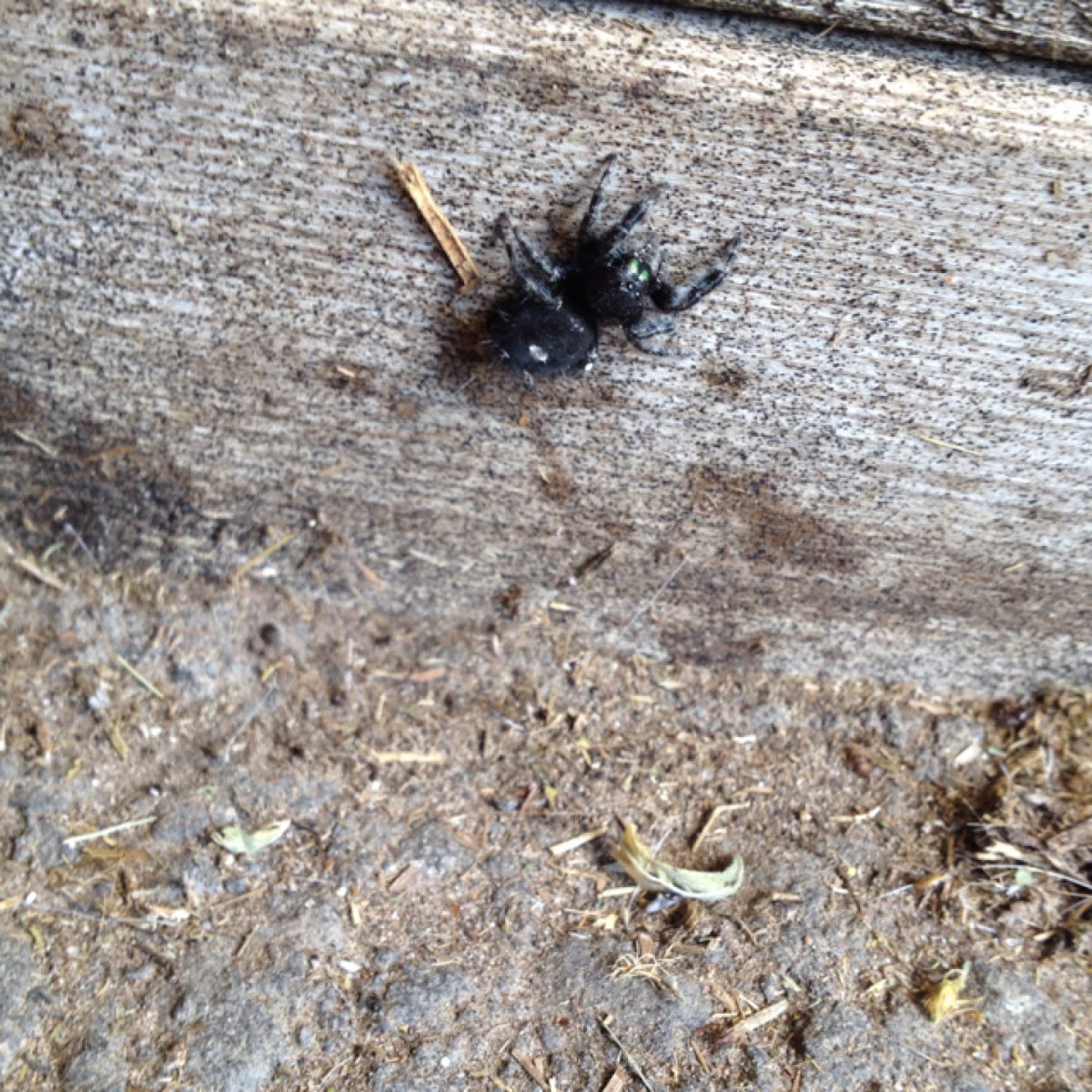 Bold jumping spider | Project Noah