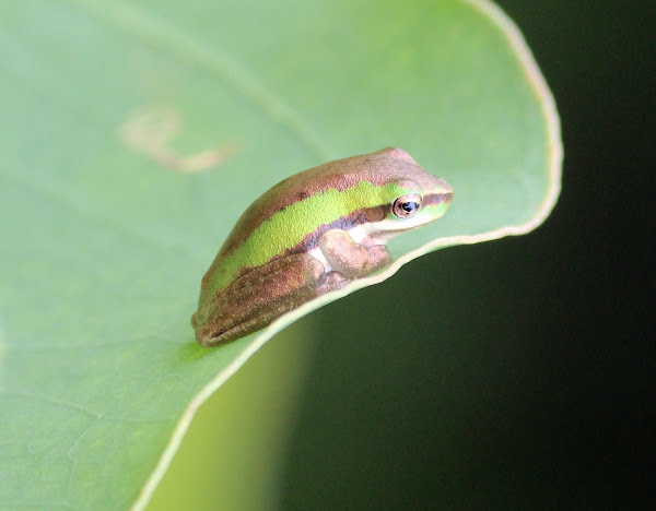 Northern Dwarf Tree Frog | Project Noah
