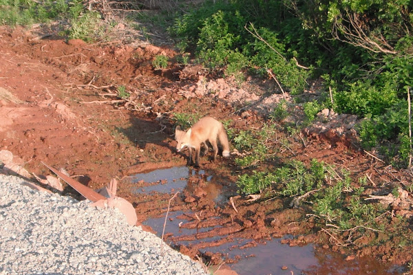 Red Fox | Project Noah