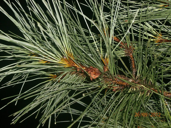 Bishop Pine | Project Noah