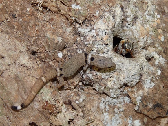 Mayan bee | Project Noah